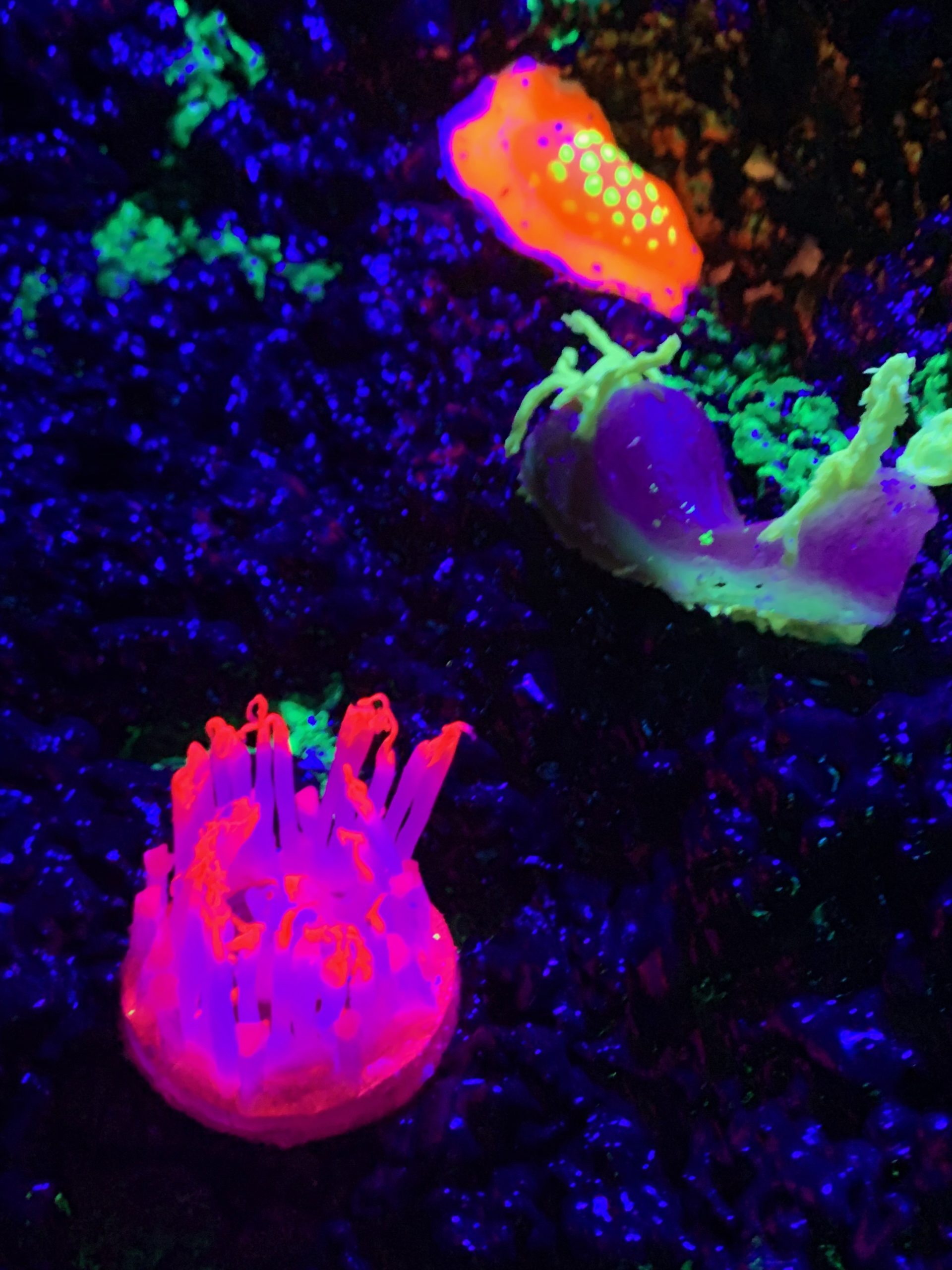 Photos from 2019: BioZoom!